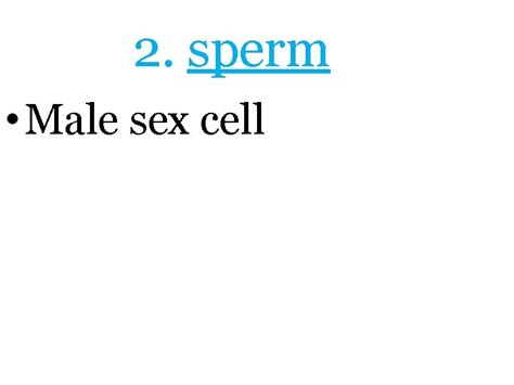 Human Development Vocabulary Meiosis Humans Production Of