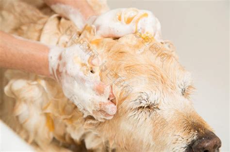 给狗洗澡金毛猎犬 包图企业站