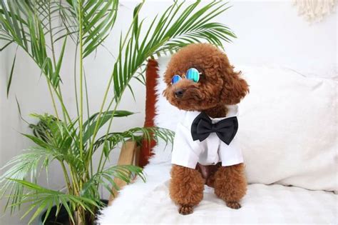 Pin By Cici Cicunia On პუდელები Teddy Bear Teddy Toys