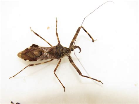 Can You Identify The Reduviid Bug To Species Level Researchgate