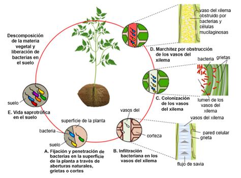 Manejo Orgánico De La Marchitez O Marchitamiento Bacteriano Del Tomate