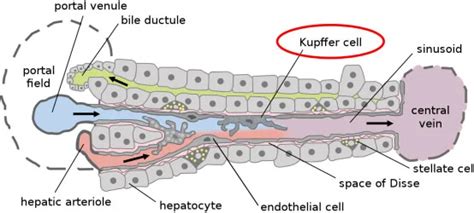 Kupffer Cells Structure