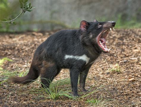 Tasmanian Devil Diet