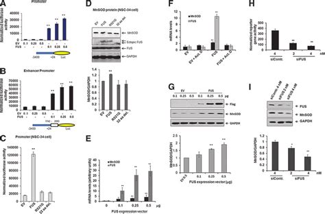 Fus Increases Mnsod Expression Luciferase Activity Of Pgl3 Reporter Download Scientific