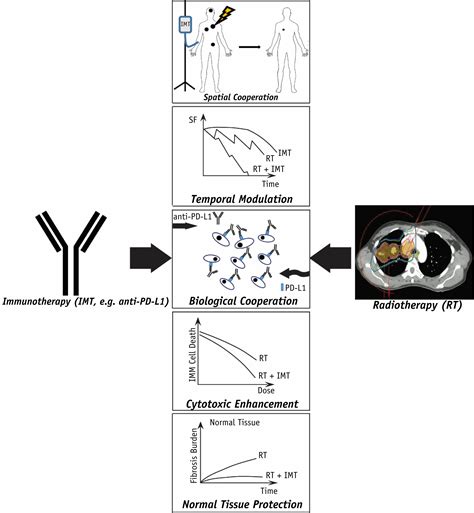 The Promise Of Combining Radiation Therapy With Immunotherapy
