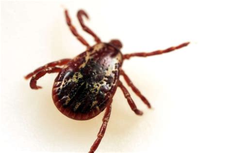 Tick Imposters 8 Bugs That Look Like Ticks But Arent And Why It