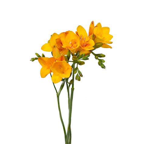 Freesia Yellow Del Alma Group