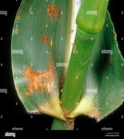 Corn Maize Or Sorghum Rust Puccinia Sorghi Fungus Disease Pustules On Maize Or Corn Leaf