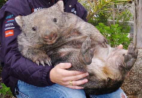 Nace Rarísimo Wombat En Australia Sociedad Biobiochile