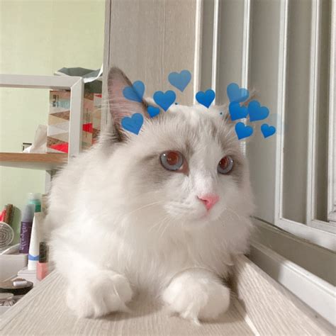 렉돌 고양이 앙꼬를 소개합니다 네이버 블로그