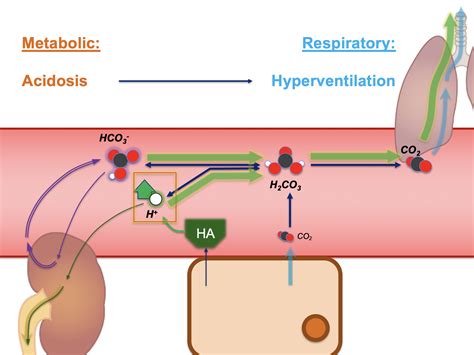Cushing Syndrome Causes Metabolic Alkalosis At Corene Parisi Blog