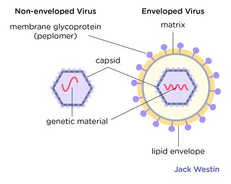 General Structural Characteristics Nucleic Acid And Protein Enveloped