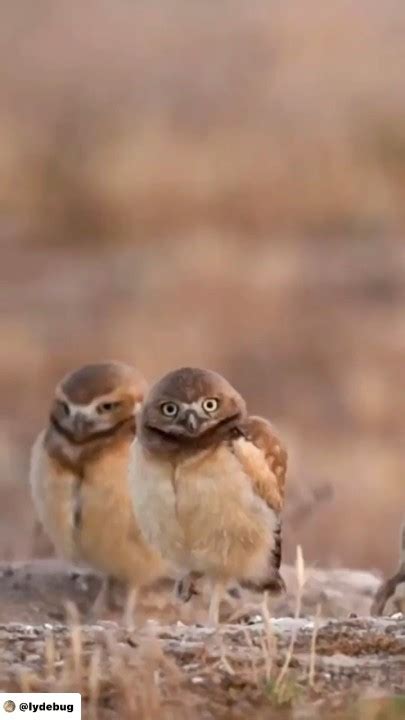 Ken Mcknight On Linkedin Love Owls