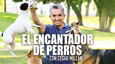 Ver El Encantador De Perros Canal De Tv En Vivo Gratis Pluto Tv