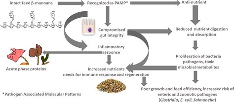 Frontiers Does Supplementing β Mannanase Modulate The Feed Induced
