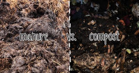 Composting Wood Chips Quick And Easy