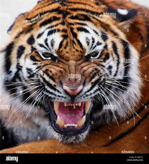 Tiger Teeth Bared