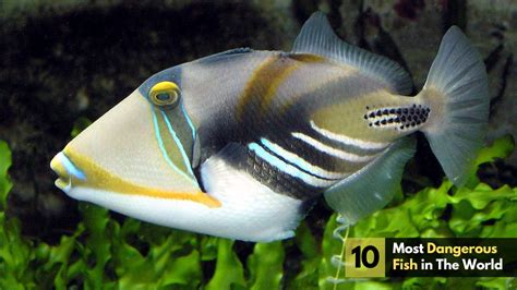 10 Of The Most Dangerous Fish In The World Wonderslist