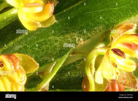 Super Macro Background Of Hop Bush Dodonaea Viscosa Flowers And