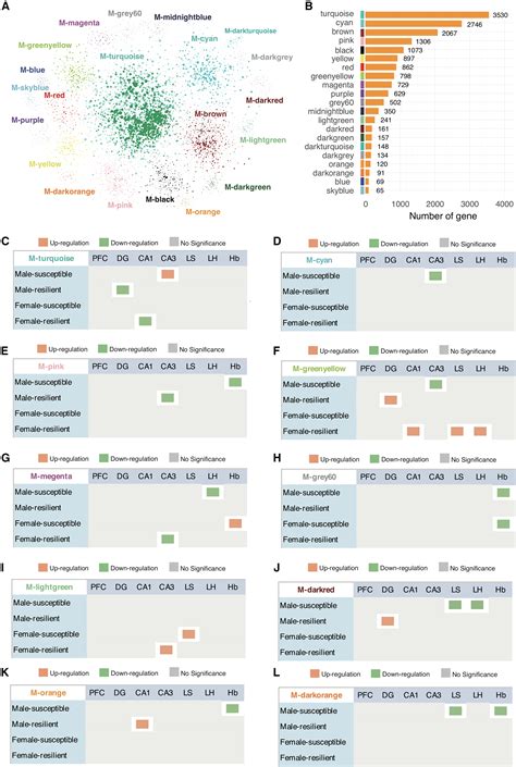 Integrative Analysis Identifies Region And Sex Specific Gene Networks And Mef2c As A Mediator