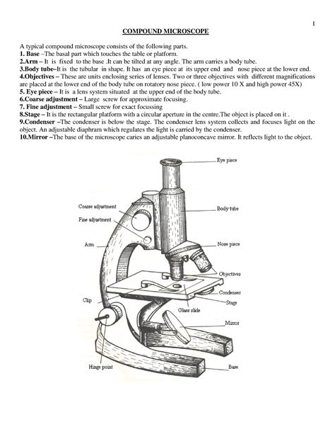 Compound Microscope Background Information At Walter Abbott Blog