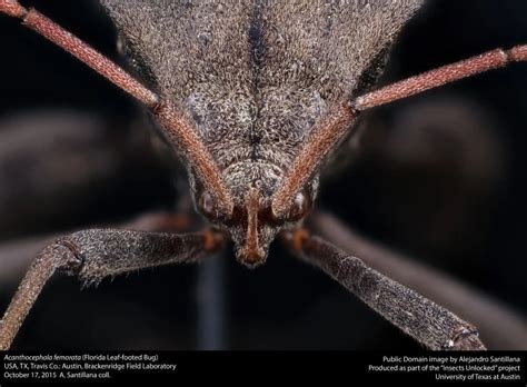 Florida Leaf Footed Bug Facts Diet Habitat And Pictures On Animaliabio