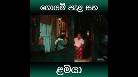 🟠 ගොයම් පැළ සහ ළමයා Youtube