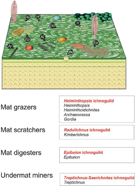 Microbial Mat Culture At Jasper Vogel Blog