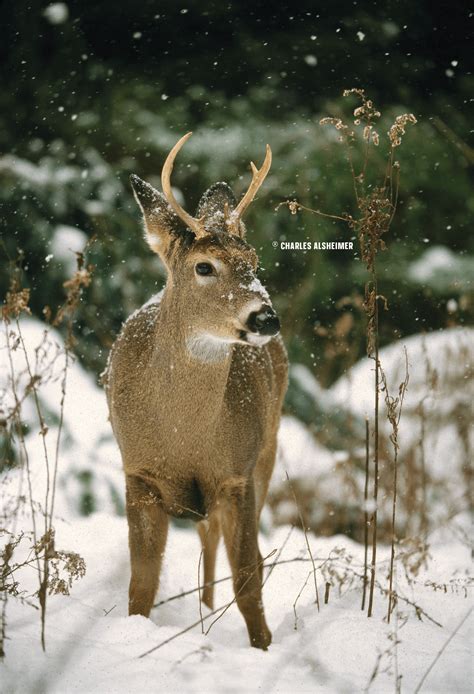 The Age When Bucks Grow Their Largest Antlers Deer And Deer Hunting