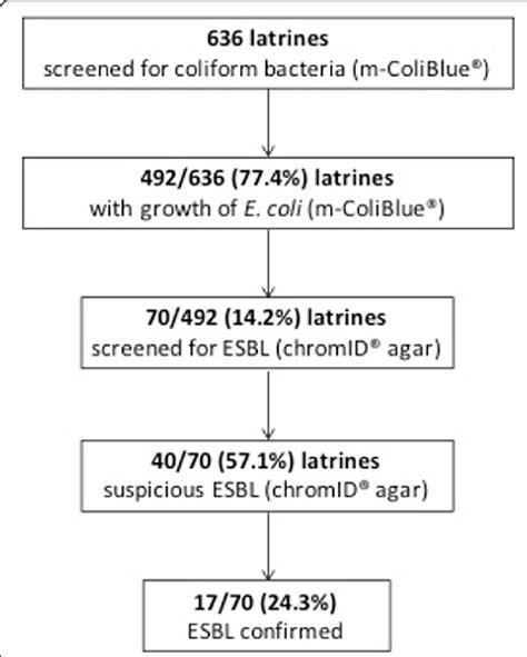 Esbl Screening Algorithm Esbl Extended Spectrum Download