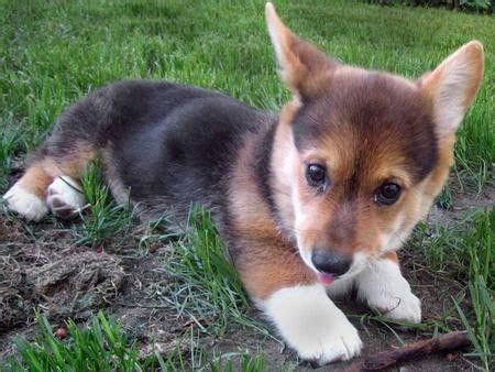 Corman Shepherd For Sale Pupherd