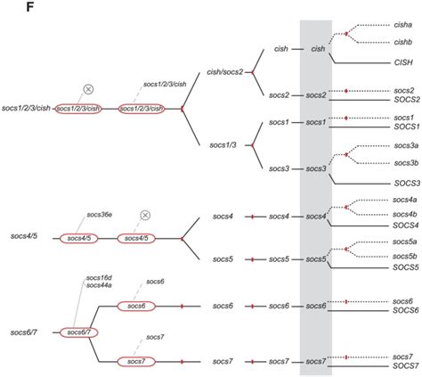 A Model For The Evolution Of The Socs Component Of The Jak Stat Pathway Download Scientific