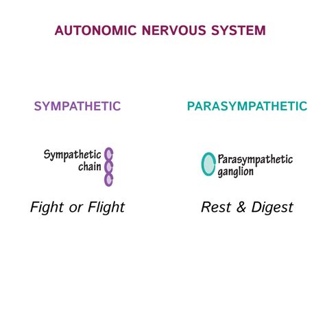 Neuroanatomy Glossary Autonomic Nervous System Ditki Medical And Biological Sciences