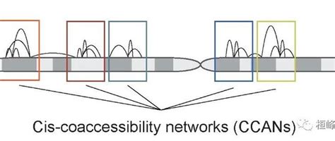 Scs【11】单细胞atac Seq 可视化分析 Cicero 知乎