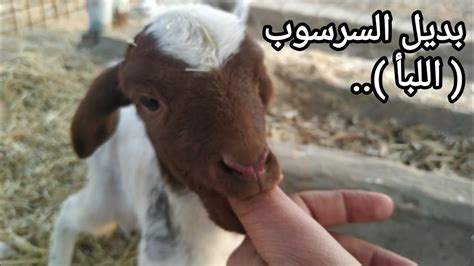 بديل لبن السرسوب اللبأ وكيف تتعامل مع الأم التي تلد وليس بها حليب