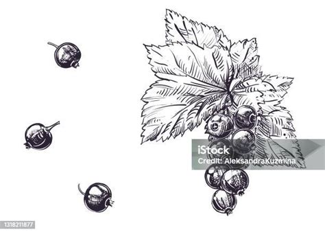 베리 지팡이 과일 잎의 상세한 손으로 그린 흑백 일러스트 세트 스케치 벡터 그래픽 스타일 라벨 카드 스티커 메뉴 패키지의 요소