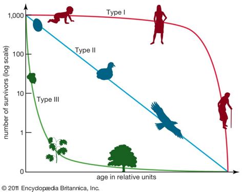 Type 2 Survivorship Curve Through Real Examples
