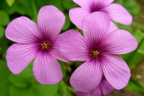 歴史の浪漫街道 多摩ウオーク 四季の草花 春 芋酢漿草 イモカタバミオキザリス