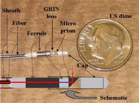 A Schematic Of The OCT Imager The OCT Is Configured With Balanced Download Scientific