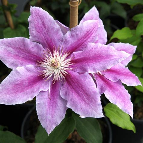 Clematis Dr Ruppel Buy Plants At Coolplants