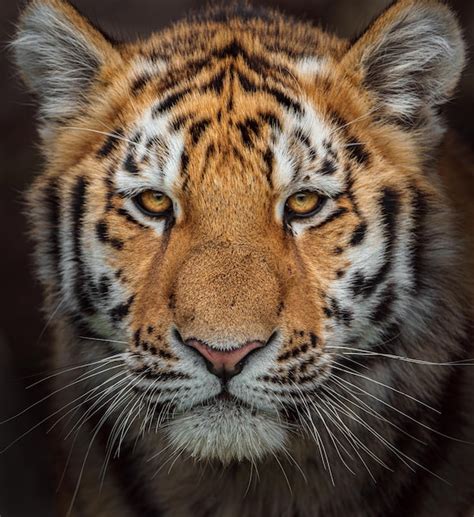 Premium Photo Siberian Tiger