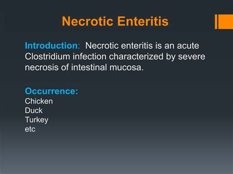 Necrotic Enteritis And Duck Viral Enteritis Pptx