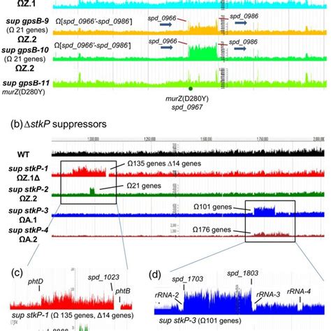 Locations Of Repeated Sequences That Anchor Chromosomal Duplications In Download Scientific