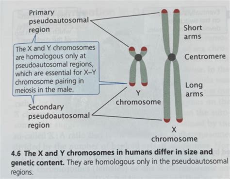 Genetics Chapter 4 Lo Flashcards Quizlet Genetics Chapter 4 Lo Flashcards Quizlet