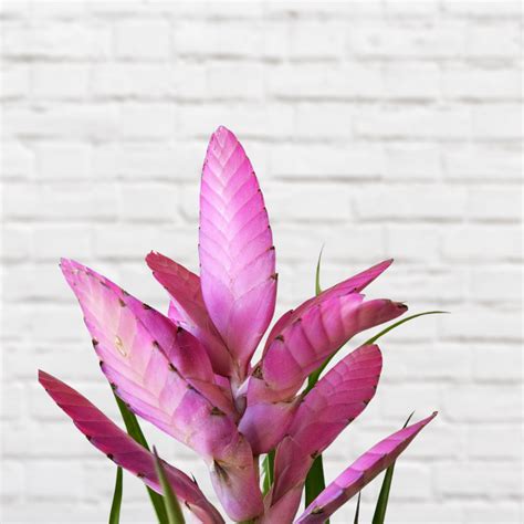 How To Identify Plant Leaf Nodes Plantify Urban Plantery