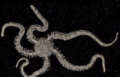 Ophiopholis Aculeata Wikipedia