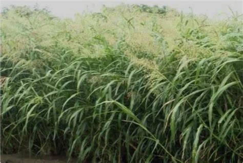 Natural Csv 33 Mf Fodder Seeds 1kg 2kg 3kg 5kg 10kg 25kg Packaging Type Silver Foil At ₹ 599