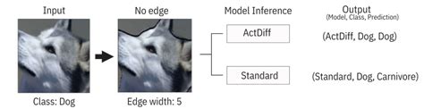 exploring image classification robustness and interpretability with