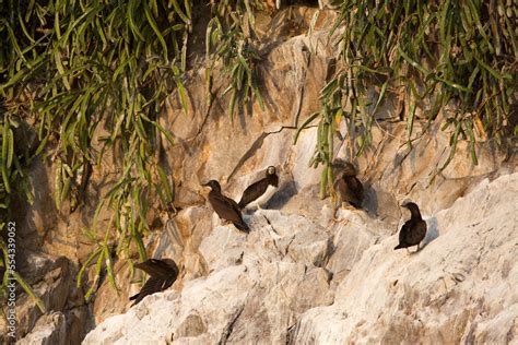 Adult Brown Boobies And Immature Brown Boobies Rest On The Steep