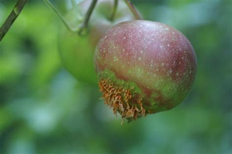 Quince Rust Of Apple Apples